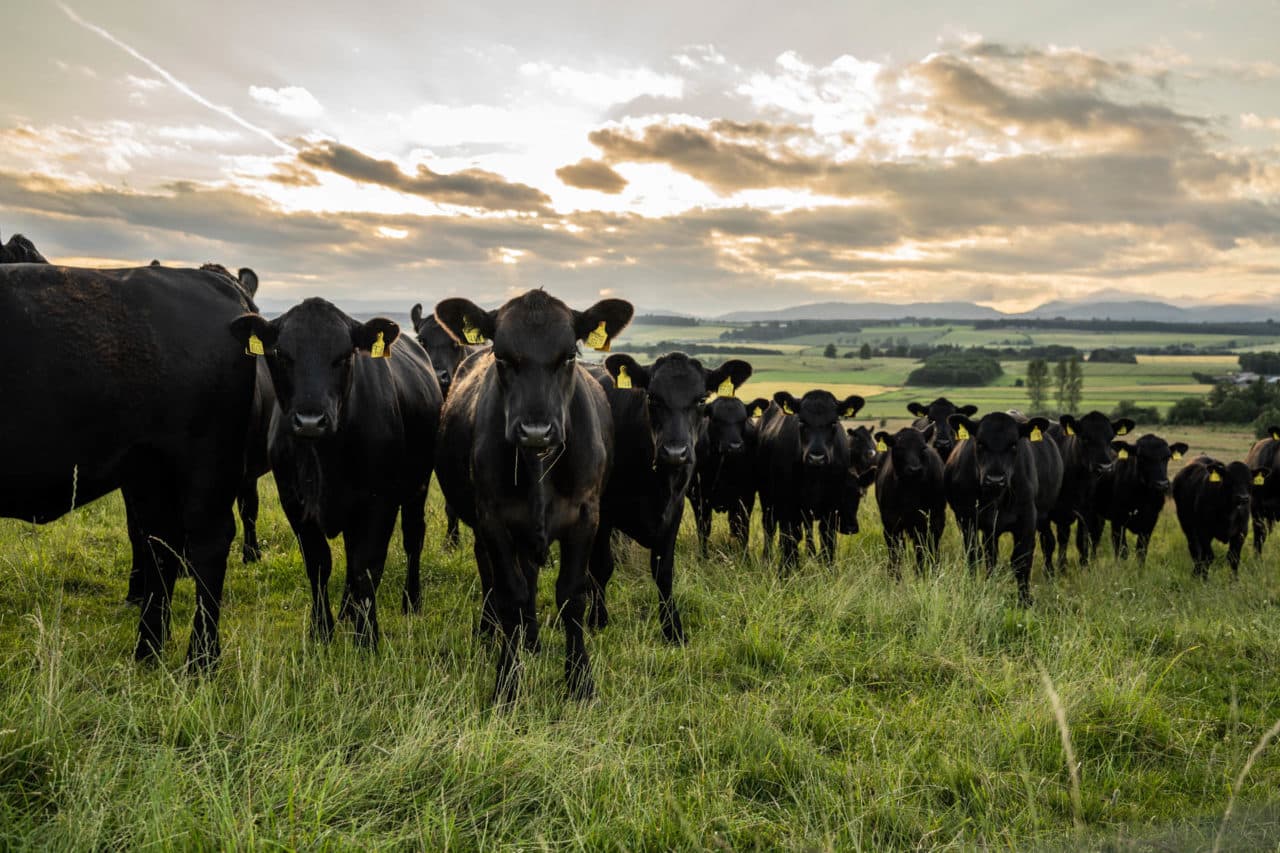 Meet Our Animals - Hugh Grierson Organic, Perthshire, Scotland